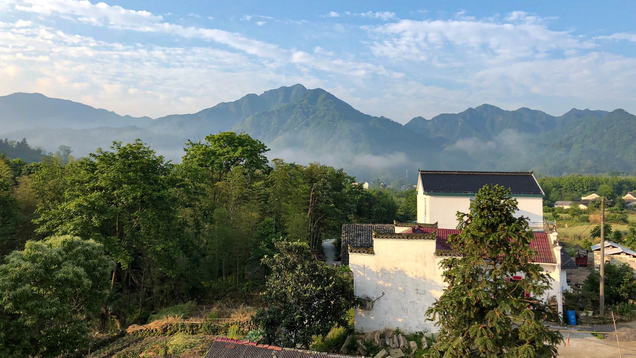 Miracles of Qimen county 1/3 – Zhao Zhou tea Worldwide