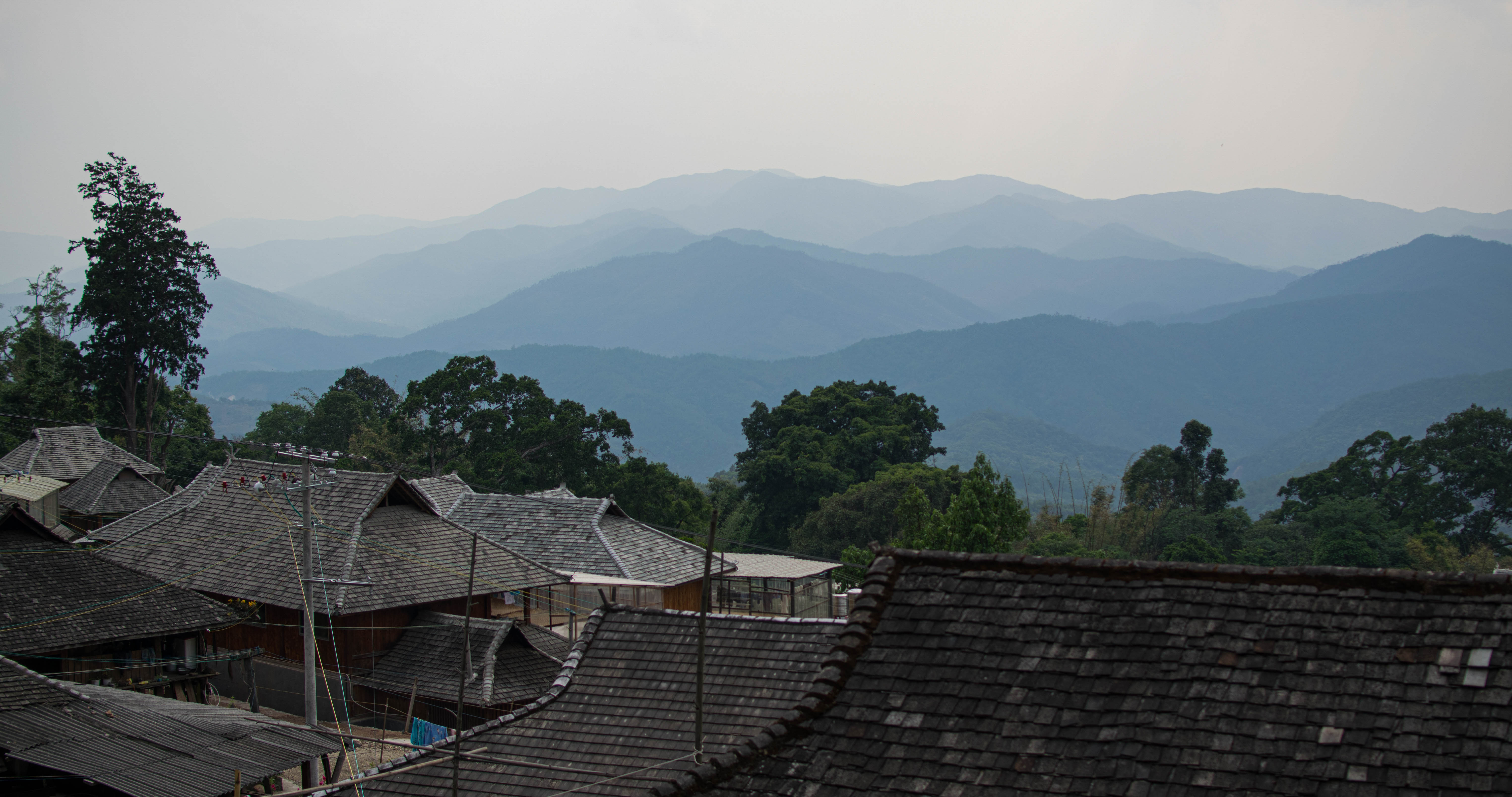 What is the difference between sheng and shu puers? – Zhao Zhou tea ...