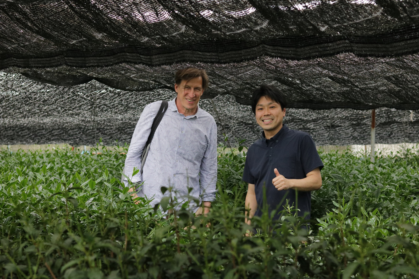 Zhao Zhou tea Worldwide