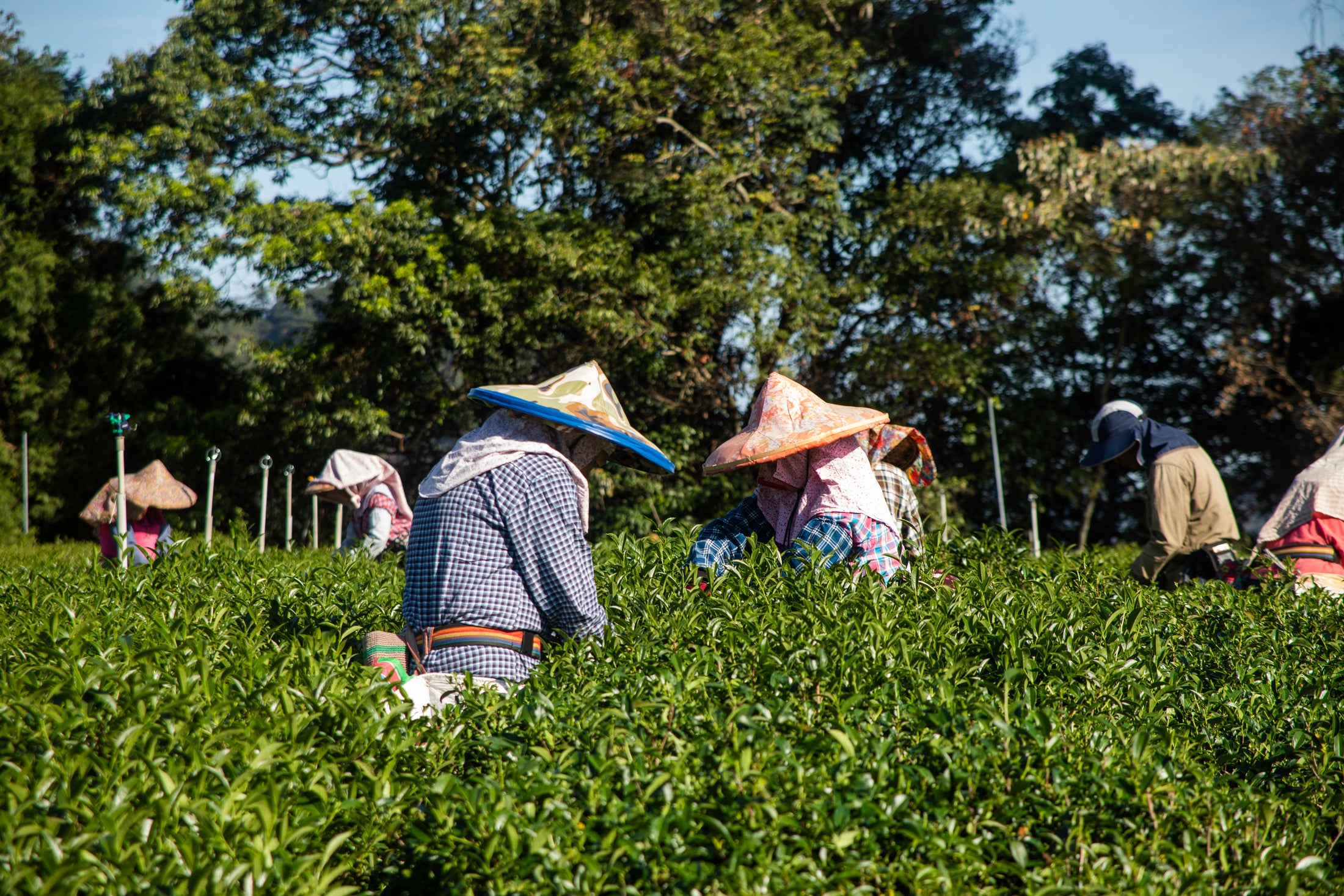Zhao Zhou tea Worldwide