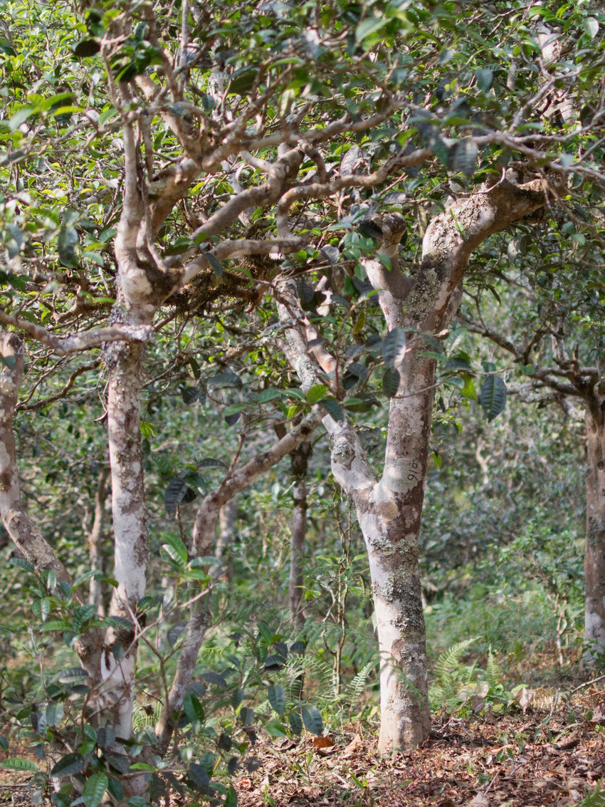 Zhao Zhou tea Worldwide